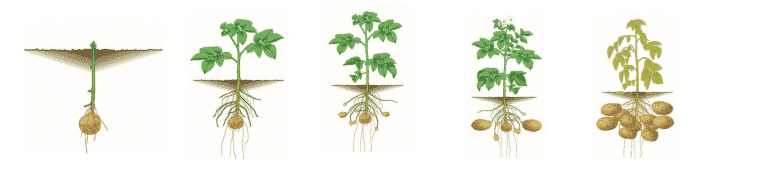 How to Grow Potatoes in the Classroom | Potato Goodness